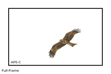 APS C Vs Full Frame Which Is Better Sarath Hari