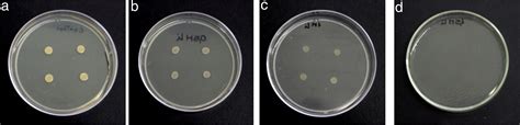 Characterization Of Rhodococcus Sp A5wh Isolated From A High Altitude Andean Lake To Unravel