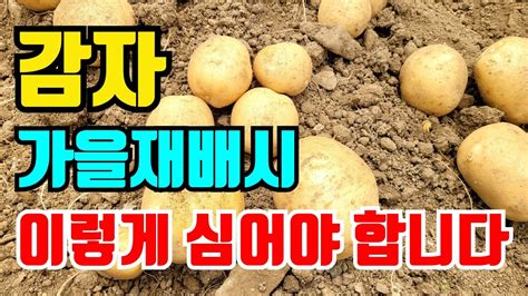 가을 감자재배 꼭 이렇게 심어야 합니다 봄처럼 심으면 다 썪어요 Youtube