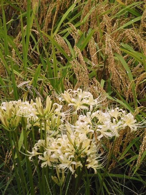 第2回 郷土の森 曼珠沙華まつり1水路の白花曼珠沙華稲田の彼岸花とカカシ 2024 見頃 K U R A D A S H I