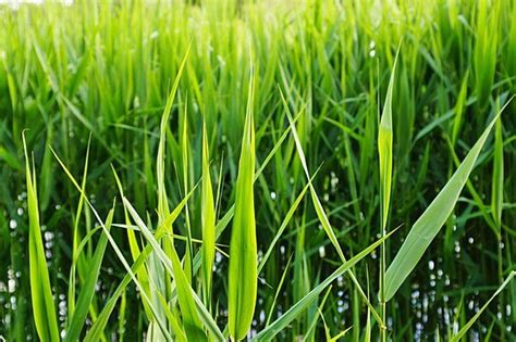 穀雨こくうの意味時期旬な食べ物 トリビアーノ