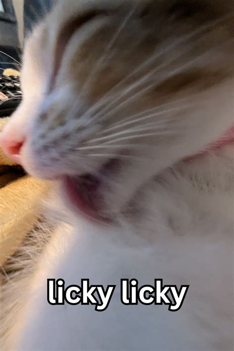 😉 Licky Licky Memes That Make You Laugh And Go Viral Today Cat Memes