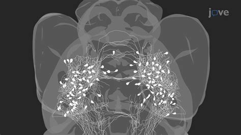 Video Targeted Neuronal Ablation Using Two Photon Microscopy In A
