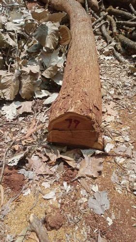 Brown Rectangular Timber Logs And Sawn Sizes Teak Mahogany Acasia Anjili