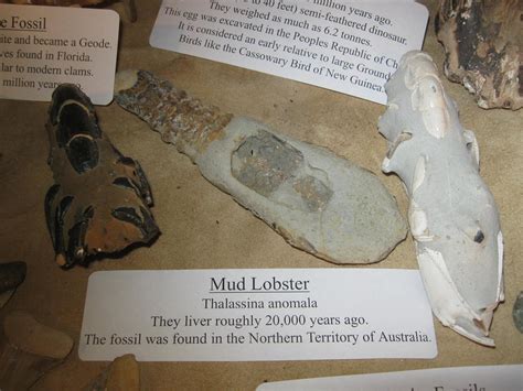 Fossils Stones And Bones Traveling Museum