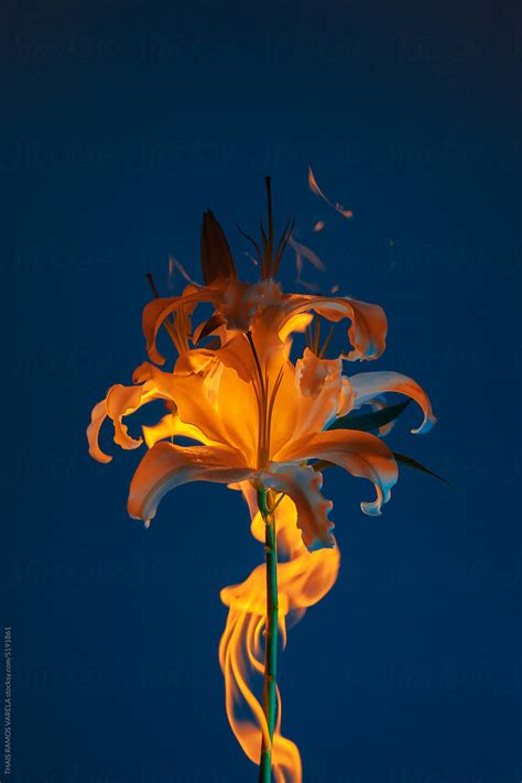 Flaming Lily By Stocksy Contributor Thais Ramos Varela Stocksy