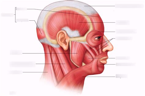 The Major Muscles Of The Head Diagram Quizlet