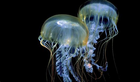 Cnidaria Jellyfish