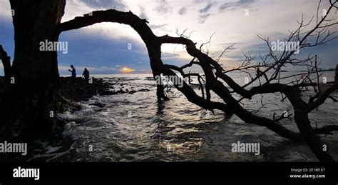 Silloutte Of Tree Branches Stock Photo Alamy