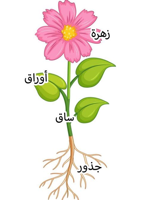 أجزاءالنبات【2025】