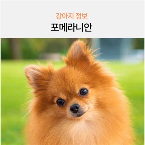 포메라니안 성격과 종류 수명 털빠짐과 주의해야 할 질병 블랙탄 세이블 네이버 블로그