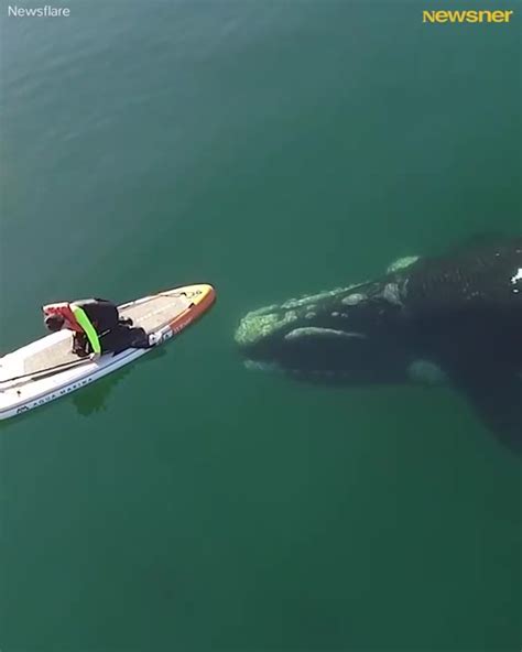 nesreena aly on linkedin they say control your fears but in a situation like this 🫣🫣😰