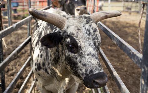 Man Takes Bull Sex Stimulant And Suffers 3 Day Erection 106 3 KFRX