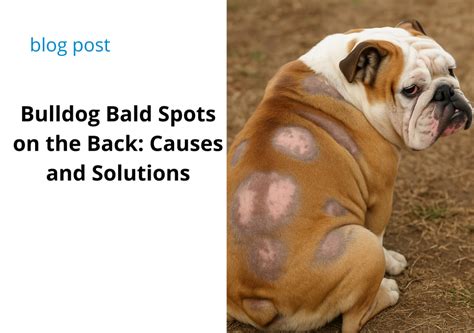 Bulldog Bald Spots On The Back Causes And Solutions
