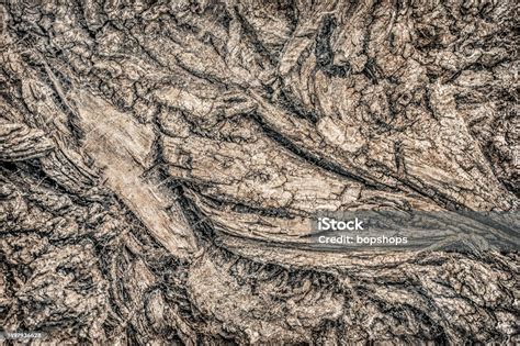고해상도 추상 비네트 배경 텍스처는 이끼 성장과 거미줄 필라멘트가 있는 오래된 깊이 홈이 있는 포플러 나무 껍질을 묘사합니다 0명에 대한 스톡 사진 및 기타 이미지 Istock