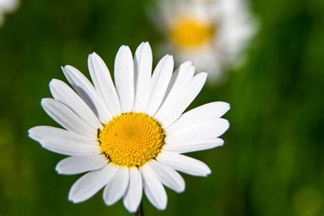 Flowers That Start With L Varieties Meanings And Care Tips