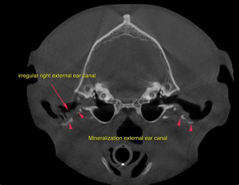 Ct Retrobulbar Mass With Compression Of Left Ocular Bulb In A 9 Year Old M Rottweiler Members