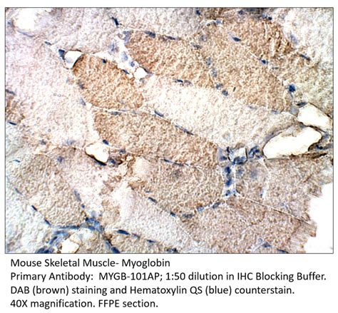Myoglobin Antibody Fabgennix