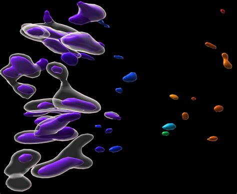 Imaris 9 5 3d 4d Image Visualization And Analysis With Deconvolution Microscopy Software