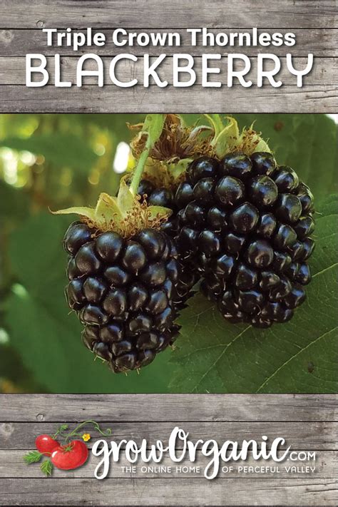 Blackberry Triple Crown Thornless Each Grow Organic Thornless