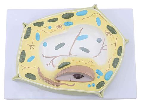 Buy Study Model Cell Model Cell Micro Structural Anatomy Model For