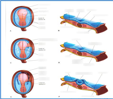 Embryo Development Diagram Quizlet