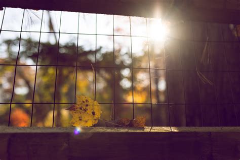 太阳耀斑 叶子 落下 Pixabay上的免费照片 Pixabay