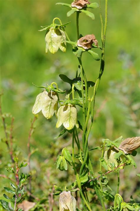 Codonopsis Viridiflora Flower Leaf Care Uses Picturethis