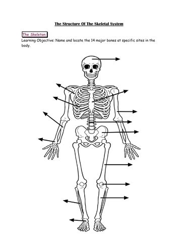 Aqa 9 1 Gcse Pe The Skeletal System [the Bones] Teaching Resources