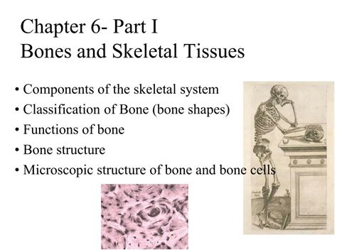 PPT Chapter 6 Part I Bones And Skeletal Tissues PowerPoint Presentation ID 1283526