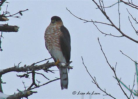 Birding With Lisa De Leon Sharp Shinned Hawk
