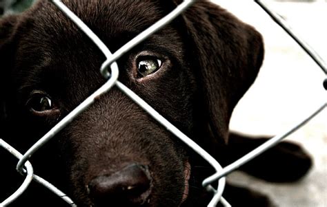 How Many Dogs Are Euthanized Every Day