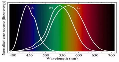 Spectral Sensitivity Assignment Point