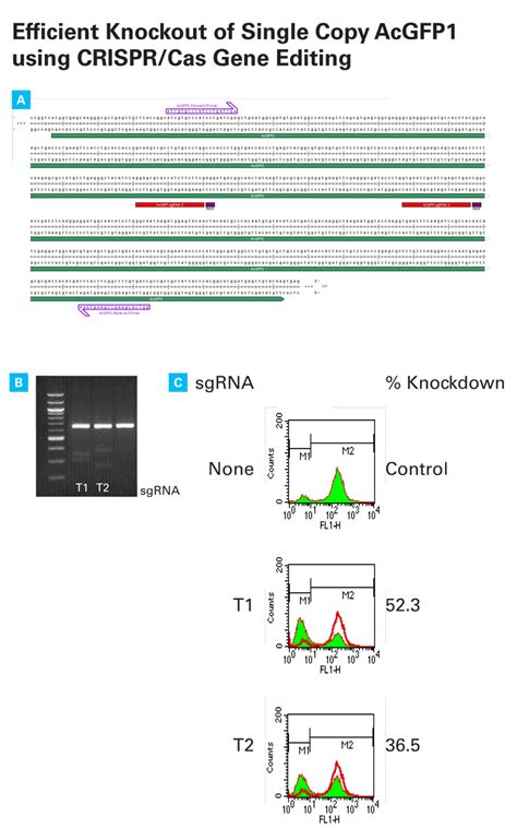 Comparison Of The Guide It Mutation Detection Kit With A CEL Nuclease Based Assay