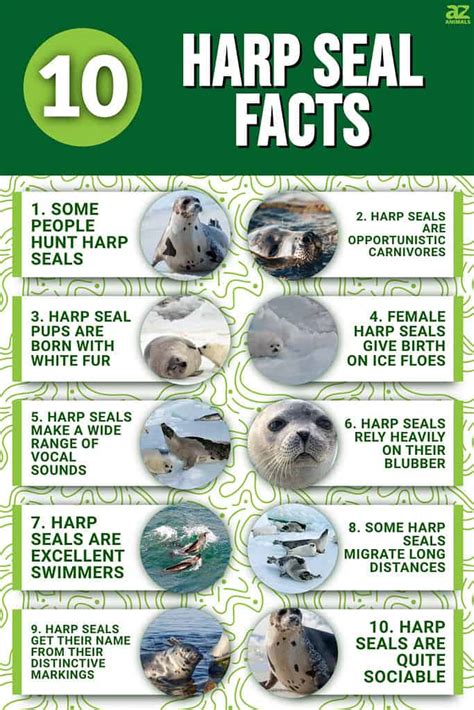 Harp Seal Behavior Characteristics At Walter Paul Blog