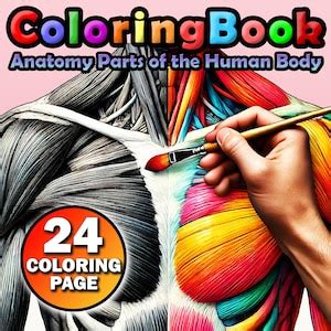 Coloring Book 24 Anatomy Parts Of The Human Body Etsy