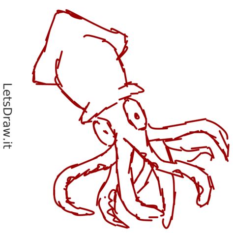 How To Draw Squid Tbgsf6nxw Png LetsDrawIt