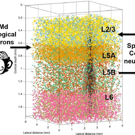 Model Of Primary Motor Cortex Showing Inputs From PMd Biological Download Scientific Diagram
