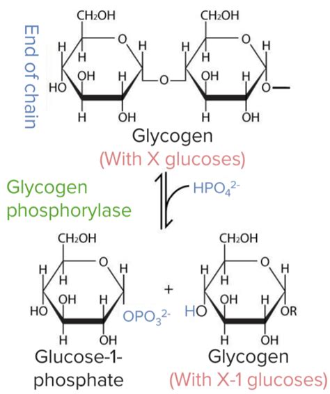 Glycogenesis And Glycogenolysis Concise Medical Knowledge