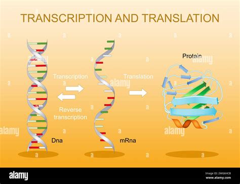 Transcription And Translation From Dna To Mrna Protein Synthesis