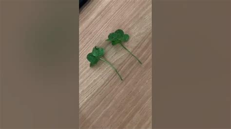 다섯잎클로버 Youtube