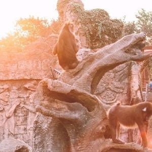 2024南昌动物园 旅游攻略 门票 地址 问答 游记点评南昌旅游旅游景点推荐 去哪儿攻略
