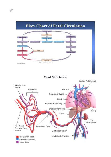 Fetal Circulation Flow Chart