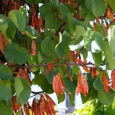Types Of Trees With Long Seed Pods With Pictures Own Yard Life