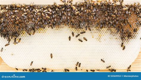 Natural Wax Foundation With Bees Stock Image Image Of Comb Apis 55569953