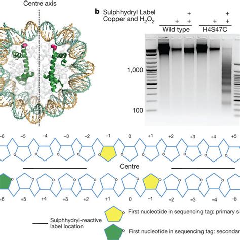 Pdf A Map Of Nucleosome Positions In Yeast At Base Pair Resolution