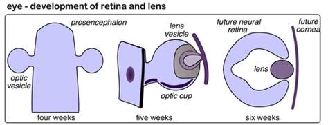 Embryology Eye And Ear Flashcards Quizlet