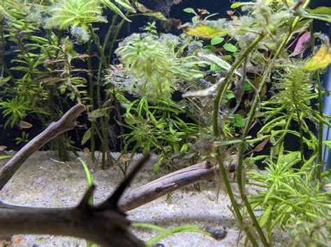 Algae Identification Plants Algae And Fertilizers Care