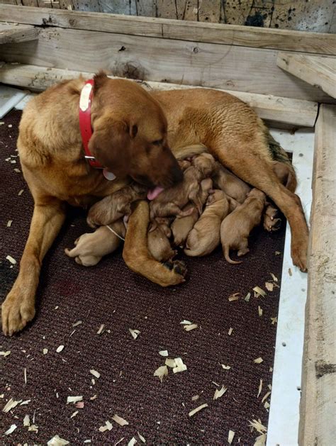 Labrador Retriever Lab Puppies For Sale In South Dakota