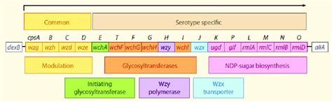 Schéma De Lopéron Cps Du Sérotype 2 De S Pneumoniae La Flèche